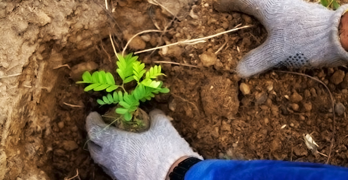Entendendo a Restauração Florestal - Software Mata Nativa 4
